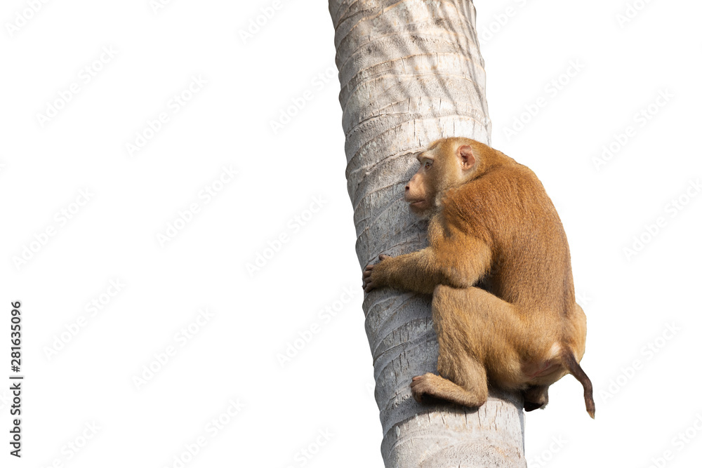 A monkey climbing coconut tree with white background. A monkey plucking ...