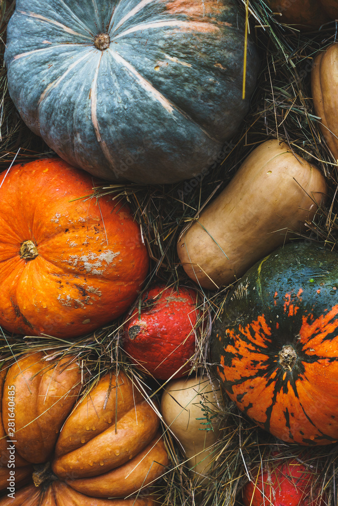 Harvest pumpkins of different size and color on the cut grass. Stock ...