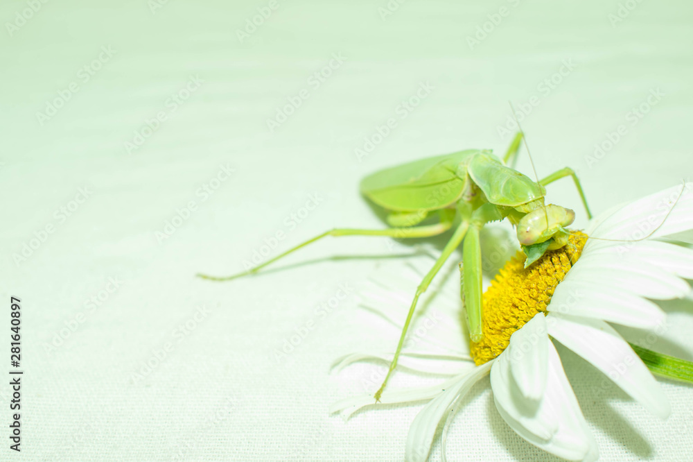 Praying mantis is a green insect from the family of real mantis. Large ...
