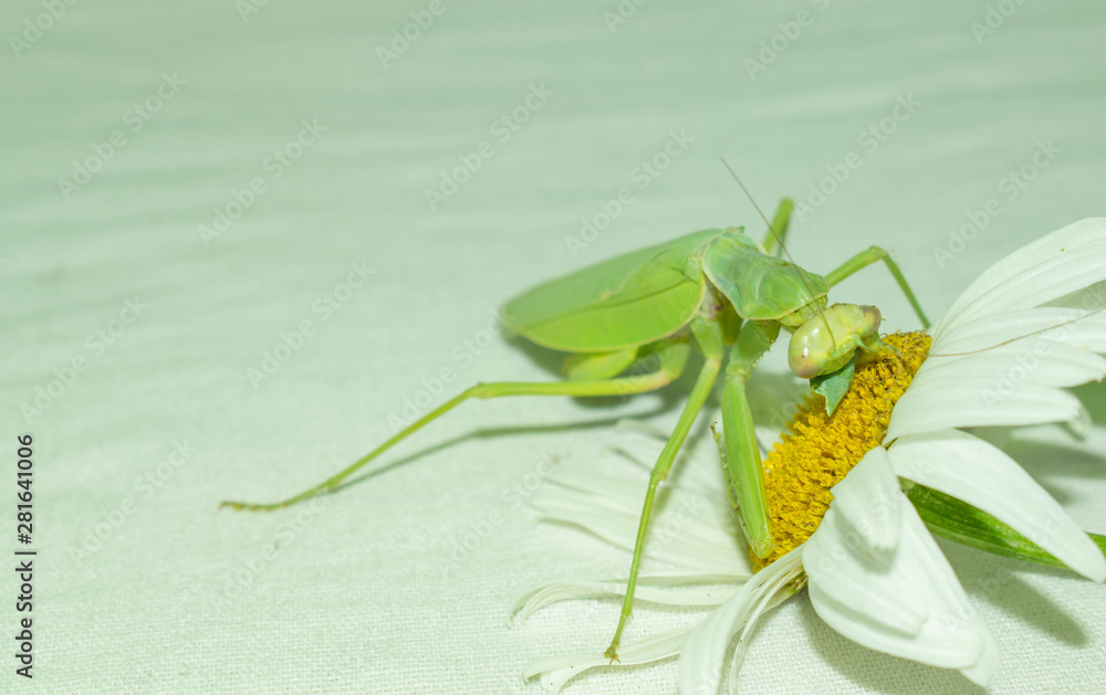 Praying mantis is a green insect from the family of real mantis. Large ...