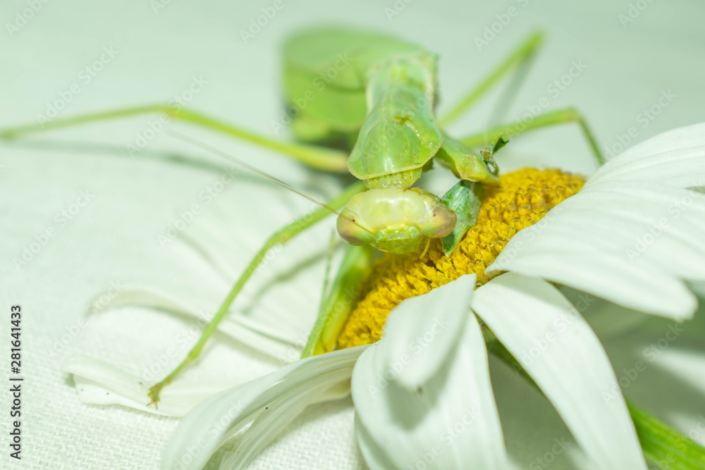 Praying mantis is a green insect from the family of real mantis. Large ...