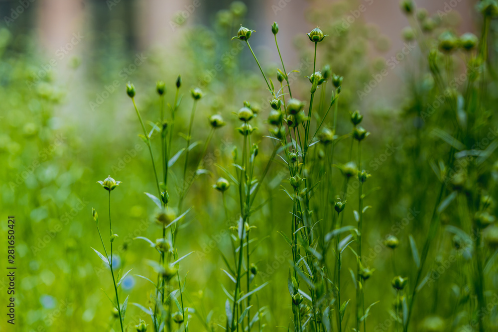 Len pospolity, linum. len, pospolity, Linaceae, Linum, flax, Stock ...