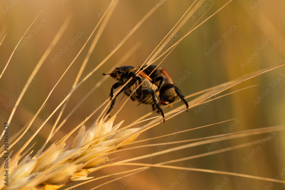 The process of breeding insects. The cockchafer, colloquially called ...