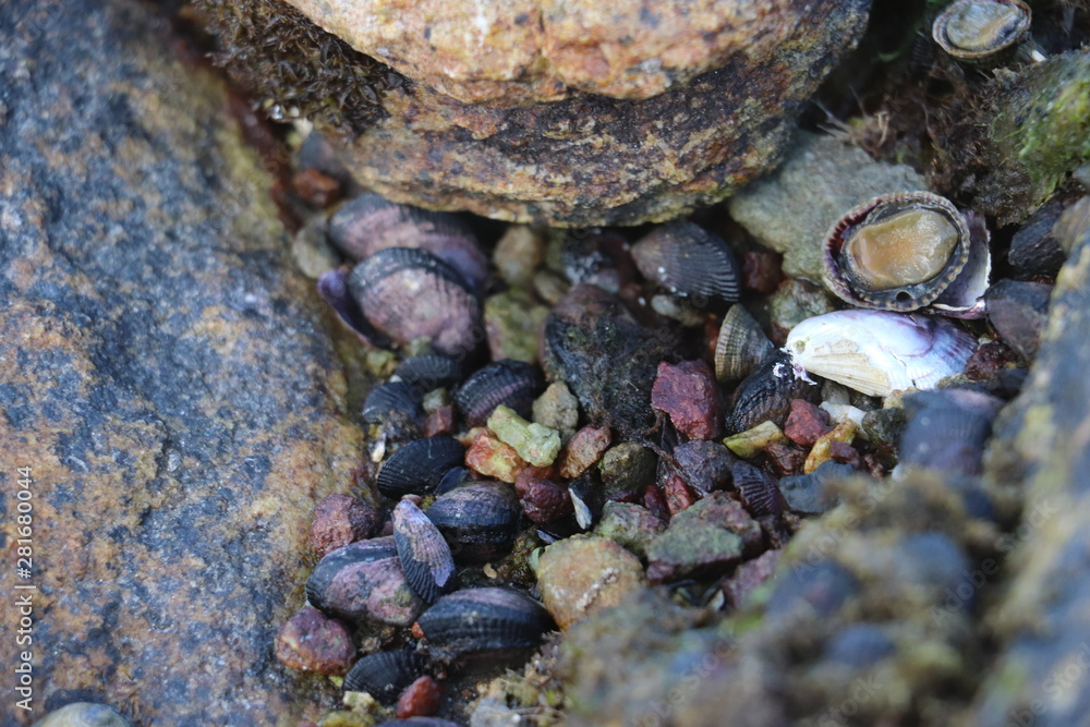colourful collection of shells and pebbles Stock Photo | Adobe Stock