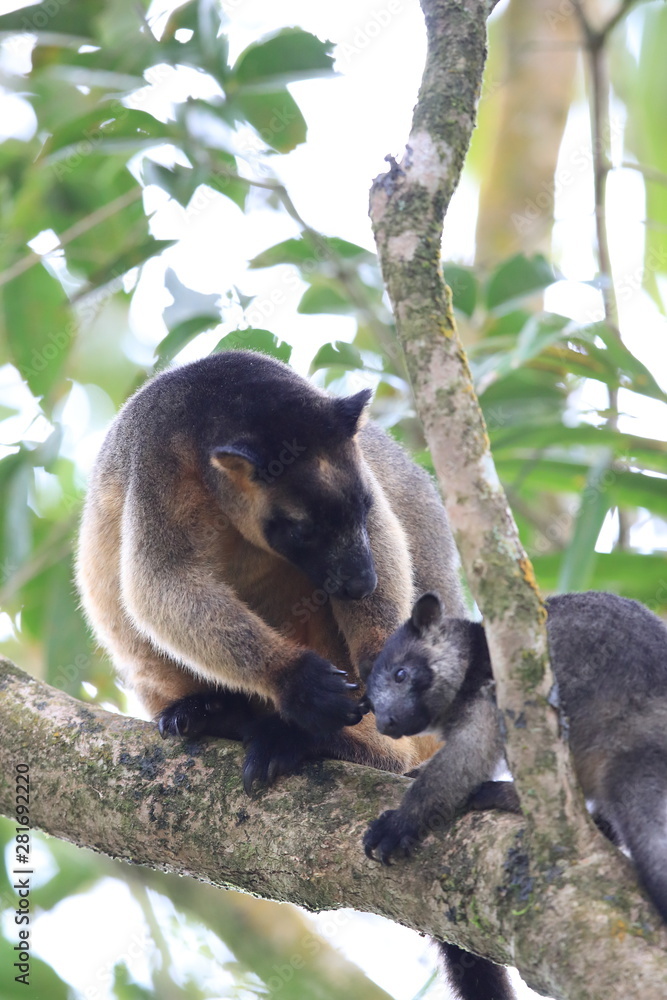 A Lumholtz's tree-kangaroo (Dendrolagus lumholtzi) cub with Mother in a ...