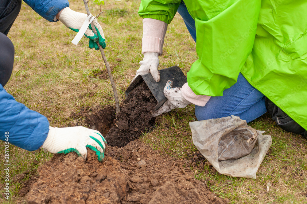 The gardener is planting a tree in the ground. Pit for planting a tree ...