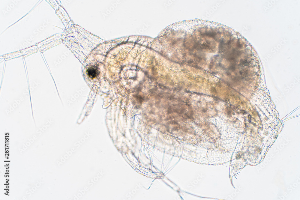 Daphnia Magna In Water