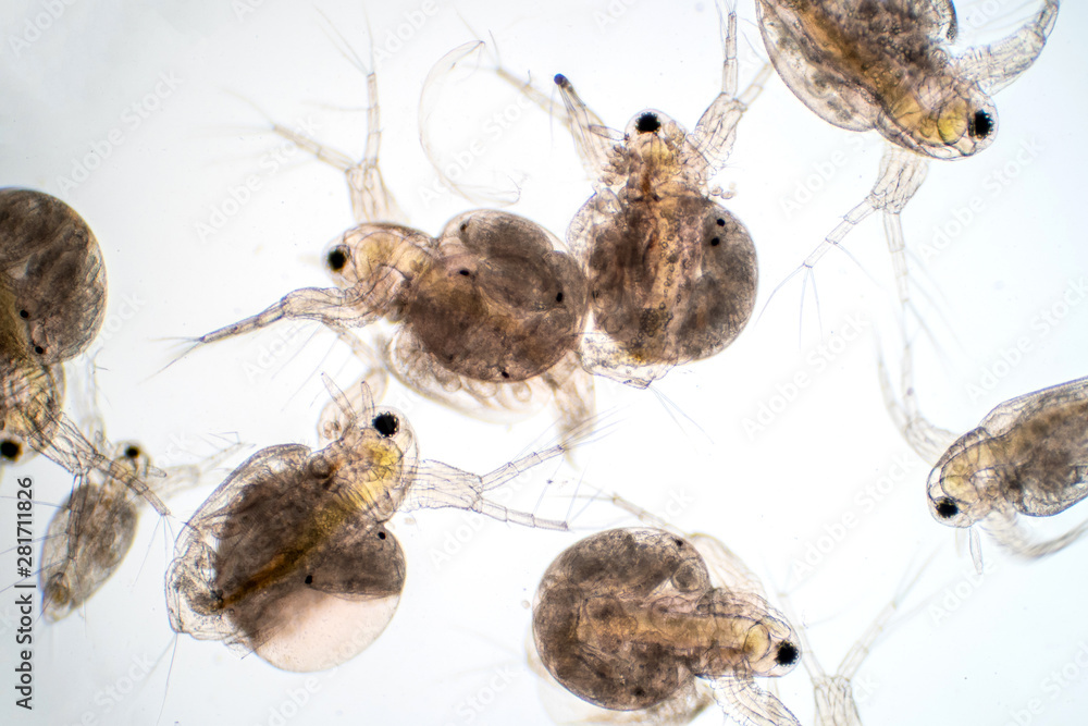 Water Fleas Daphnia