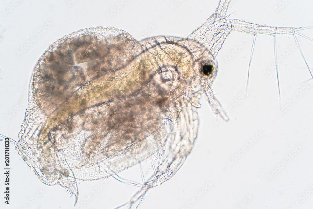 Foto de Water flea (Daphnia magna) is a small planktonic crustacean ...