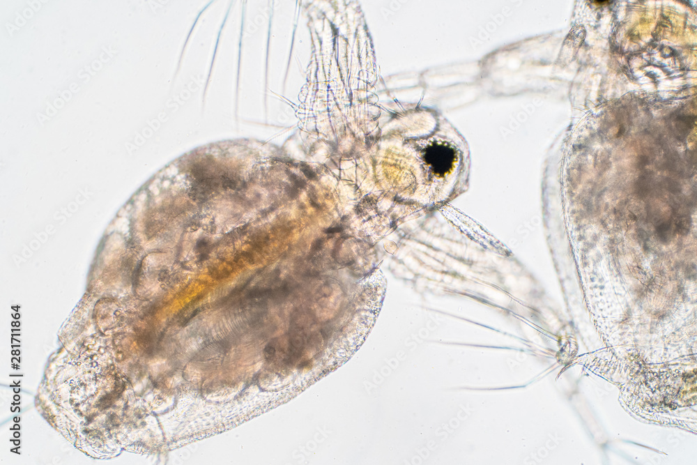 Water flea (Daphnia magna) is a small planktonic crustacean under ...