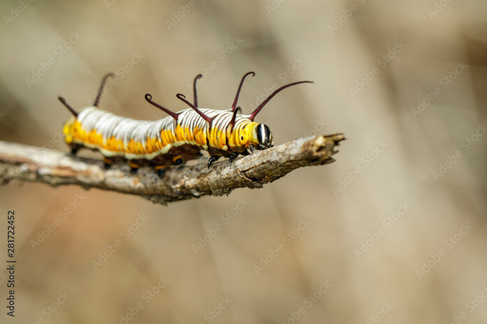 Image of caterpillars of common indian crow on the branches on a ...