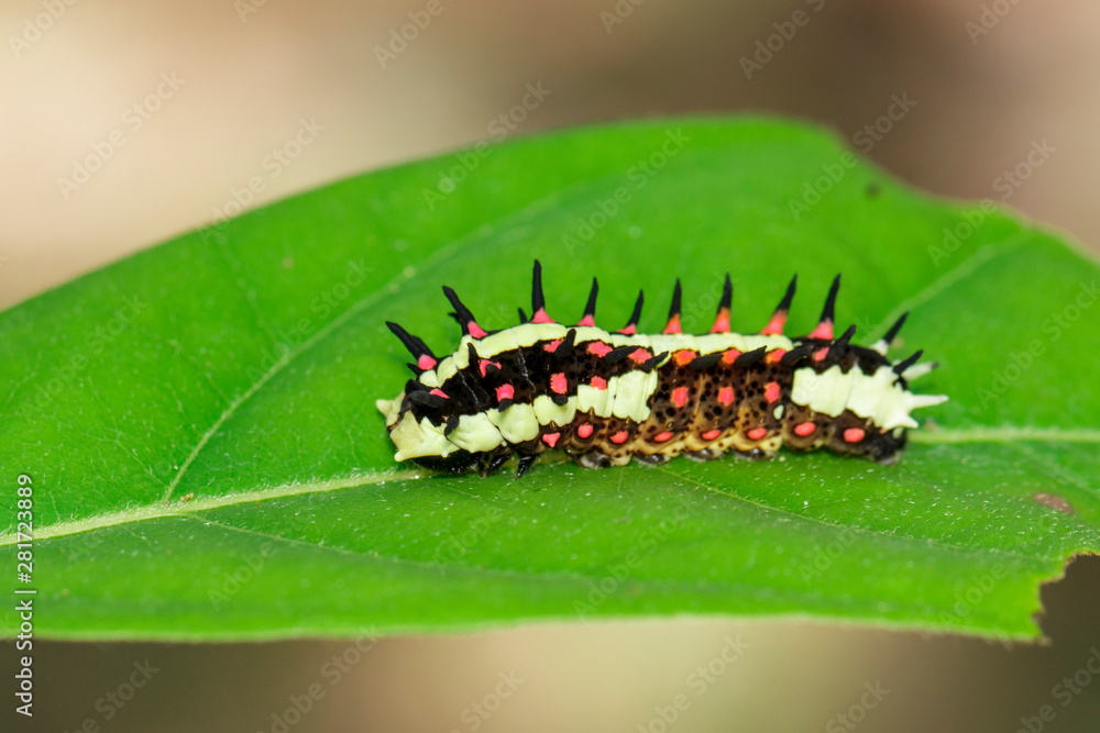 Image of Caterpillars of common mime on green leaves on a natural ...