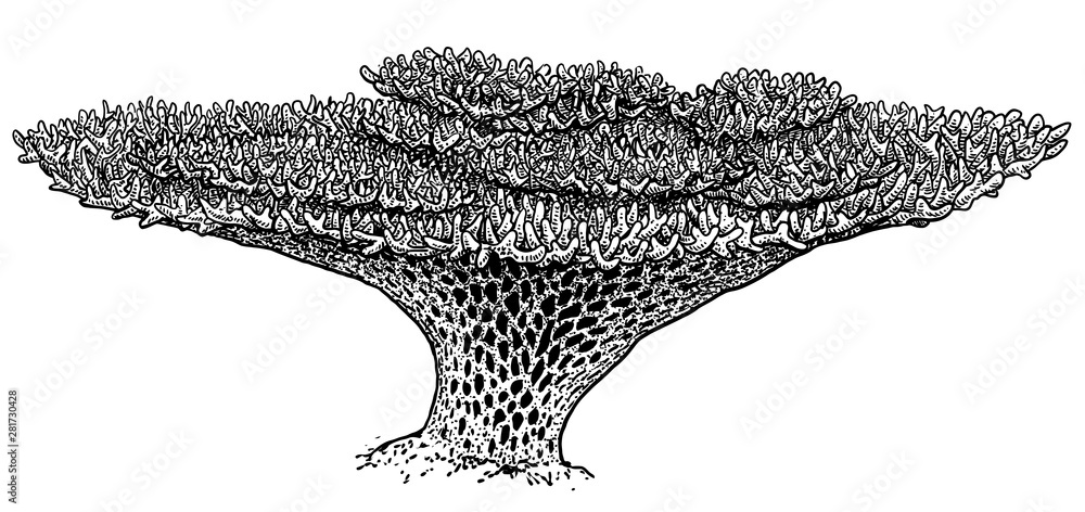 Table coral illustration, drawing, engraving, ink, line art, vector ...