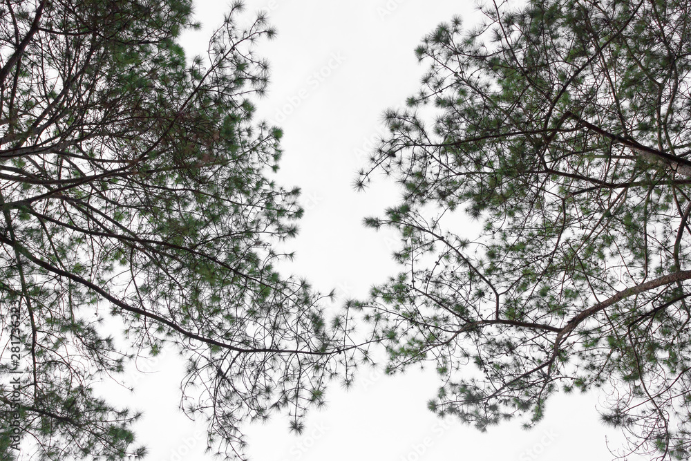 Pinus mugo - It is also known as creeping pine, dwarf mountain pine ...