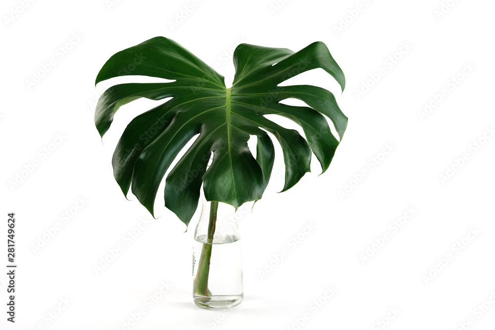 Monstera deliciosa leaf, the ceriman, Flowering plant native to ...