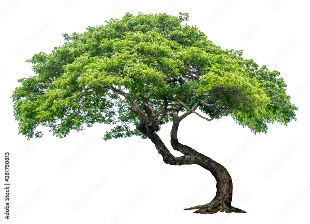 Large trees with edible fruits are completely separated from the white ...