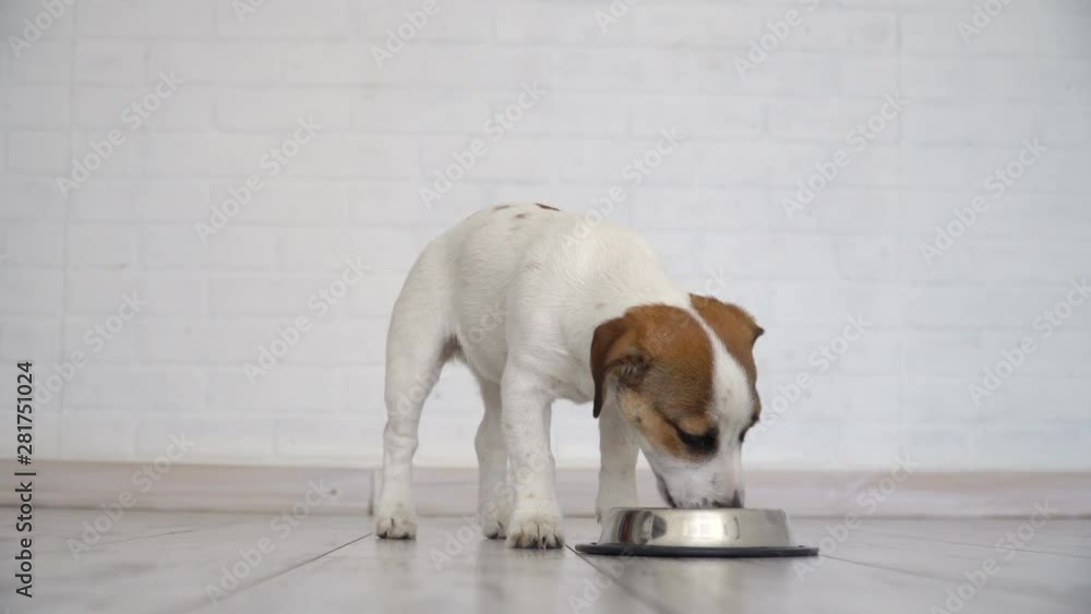 Dog eating food from bowl Stock Video | Adobe Stock