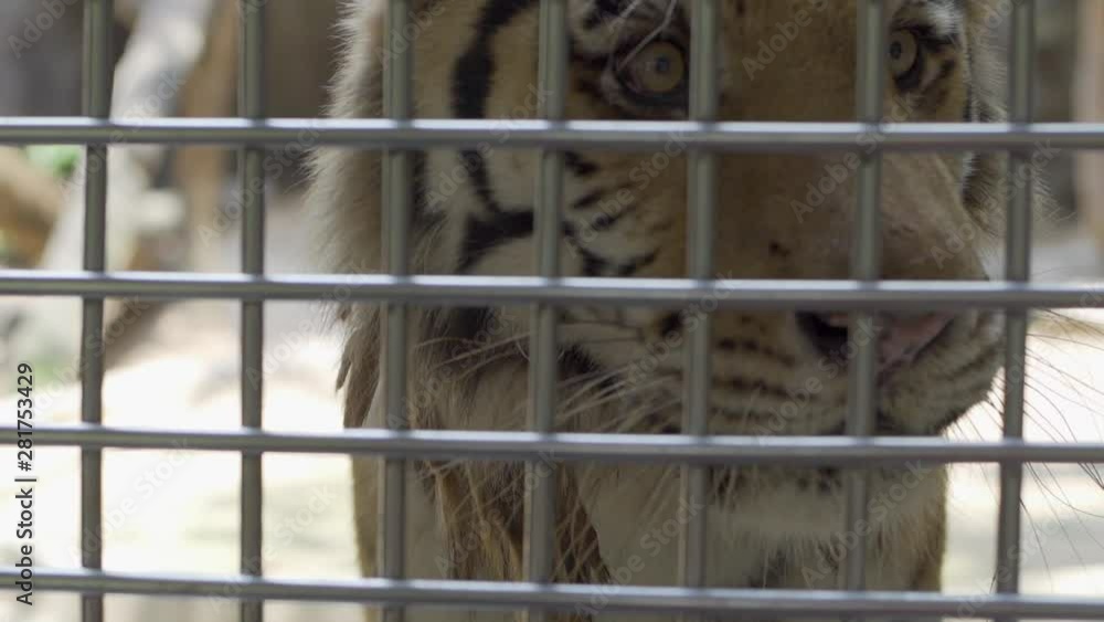 Vidéo Stock lonely sad white tiger no freedom in the cage. Concept of ...