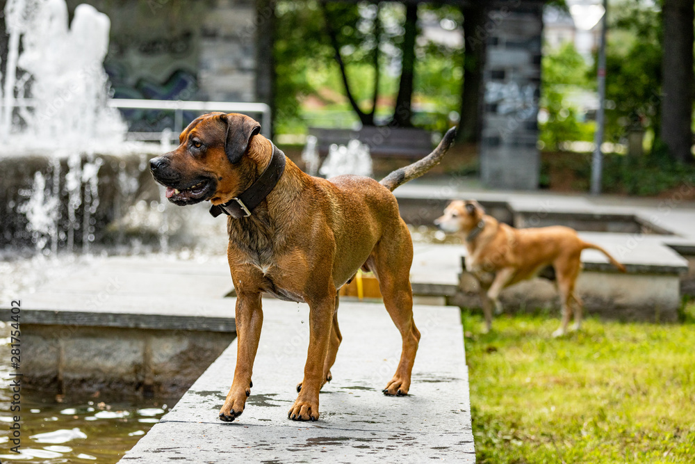 Big dog is having fun at the water Stock Photo | Adobe Stock