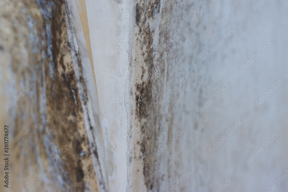 Mold on white background, fungus on white background, bacteria on white ...