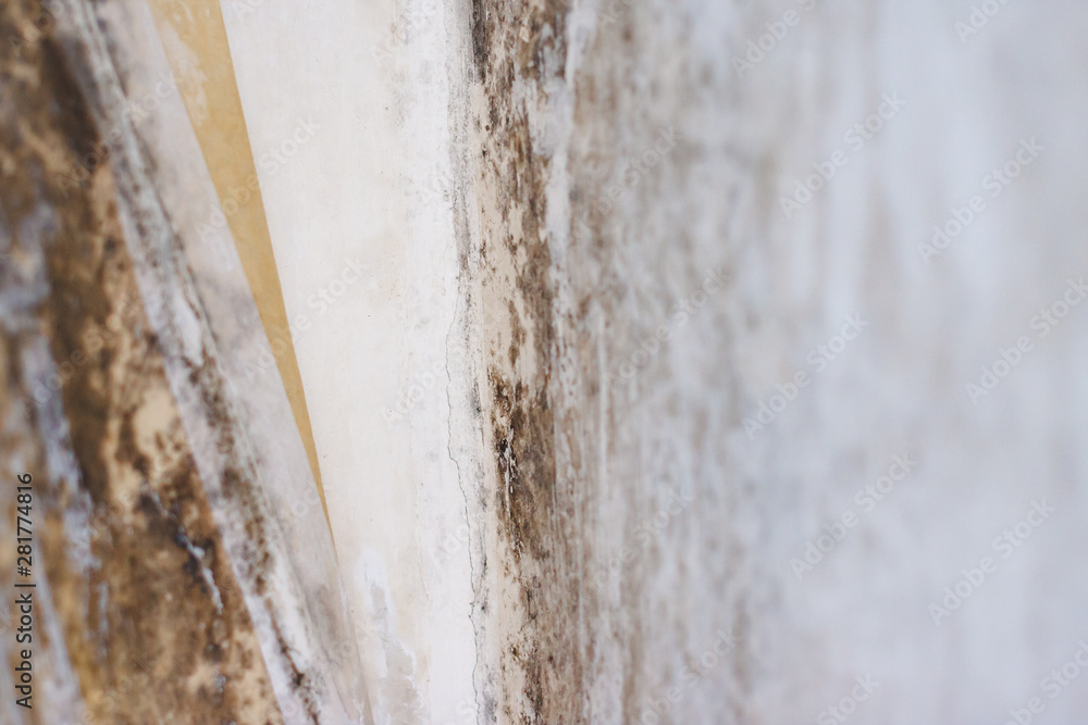 Mold on white background, fungus on white background, bacteria on white ...