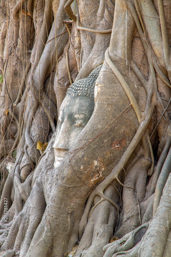 Head buddha statue tree roots of tree at Ayodhya provine from Thailand ...