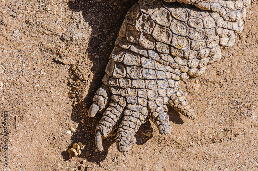 Claws on the foot of a 1 tonne male Nile Crocodile (Crocodylus ...