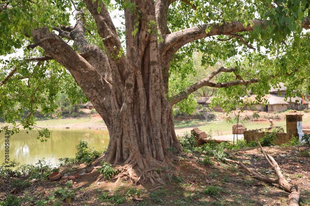 indian big tree Stock Photo | Adobe Stock