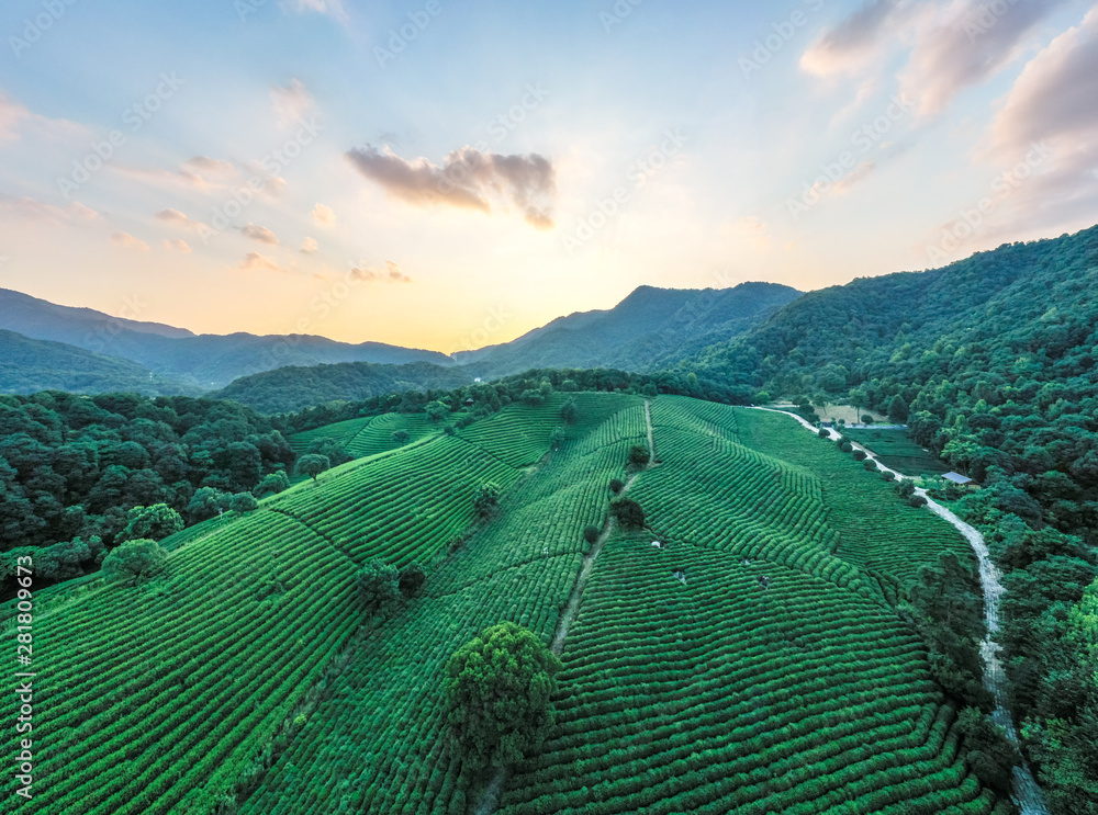 tea garden Stock Photo | Adobe Stock