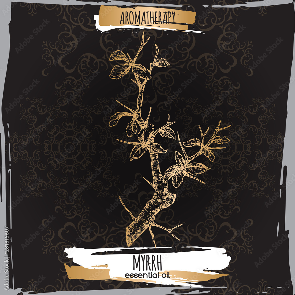 Commiphora myrrha aka common myrrh sketch on elegant black lace ...