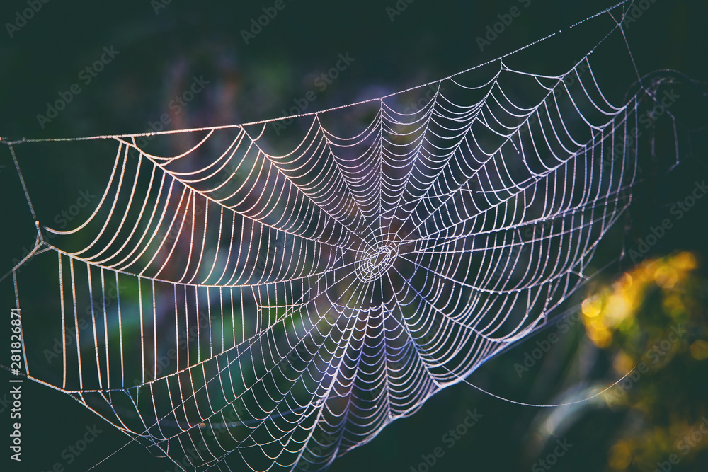 Beautiful Spider Webs