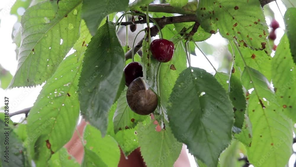 Close Up Snail Hanging Upside Down In A Cherry Tree With Fruit And ...