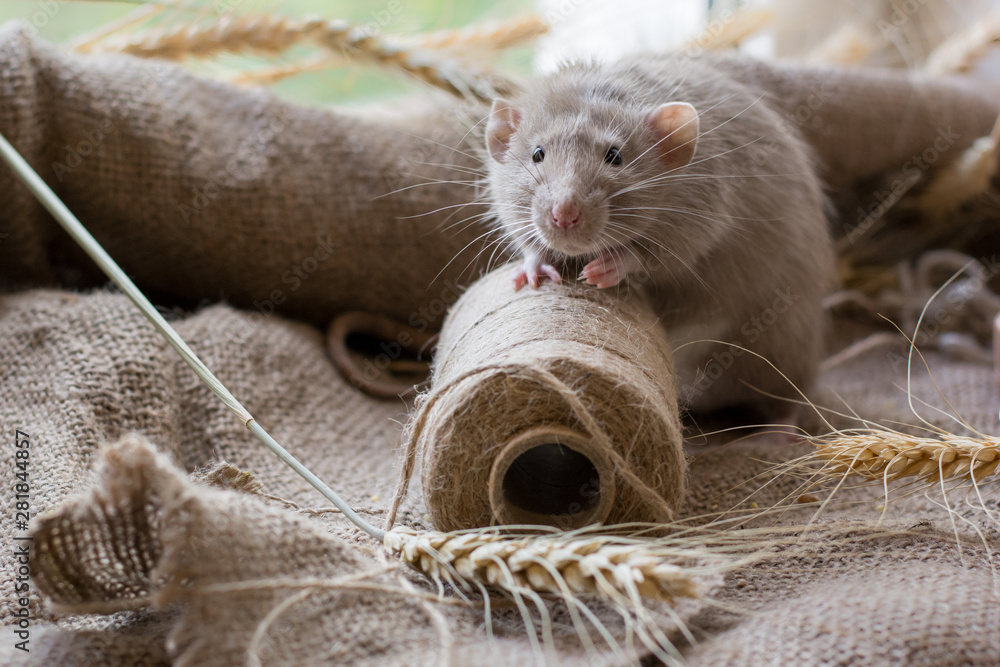 rat symbol of the year, with a spool of thread Stock Photo | Adobe Stock