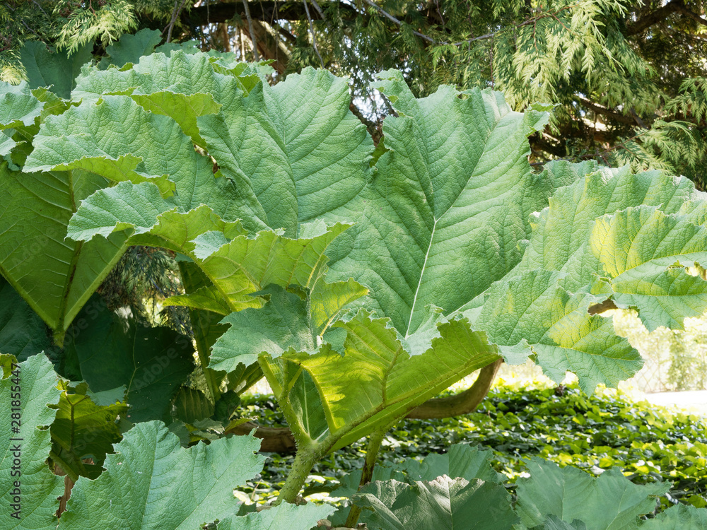 Foto de Mammutblatt oder Riesen-Rhabarber. Grossblättrige ...