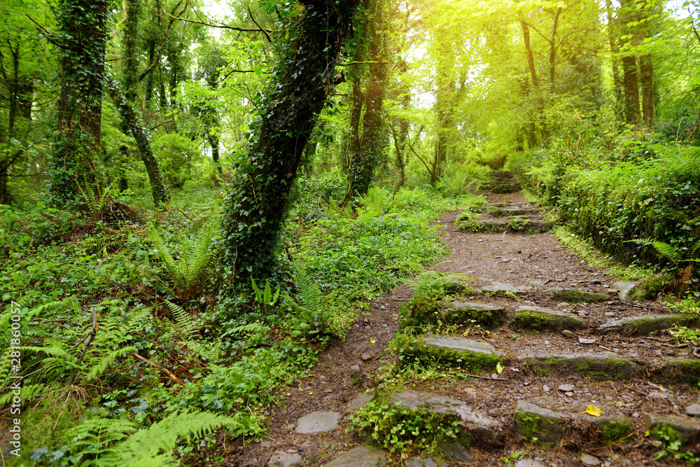 Massive pine trees with ivy growing on their trunks. Impressive ...