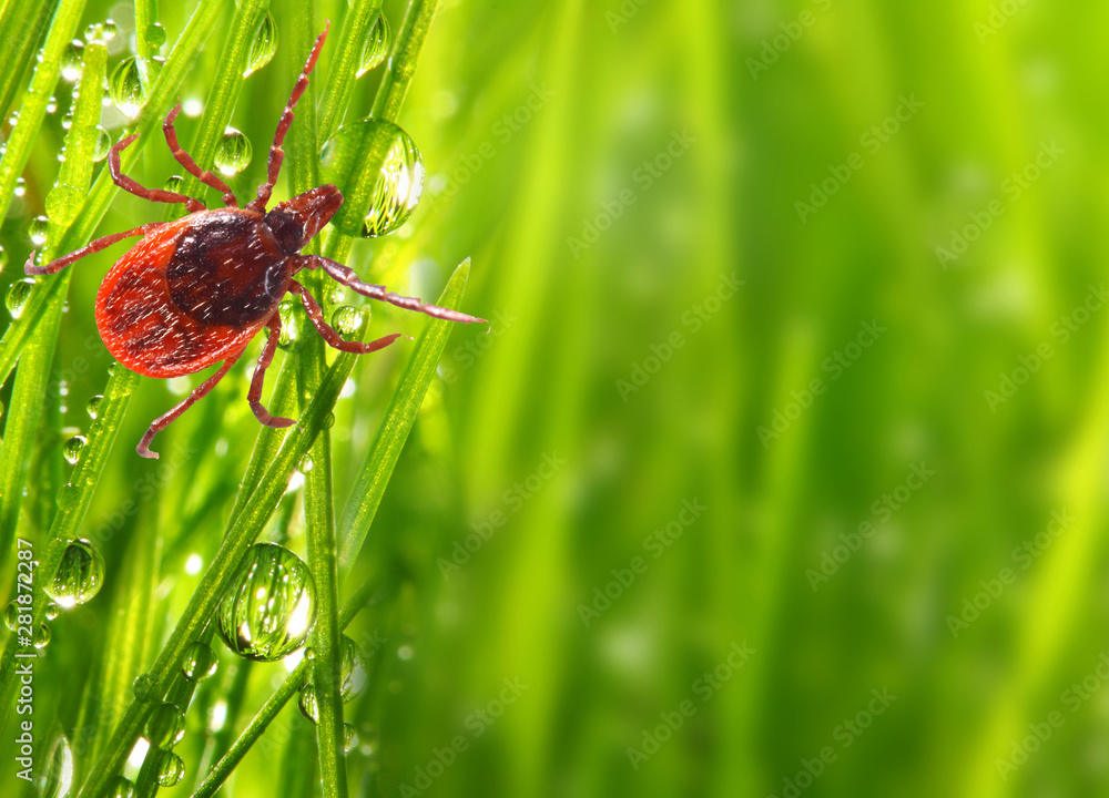 Tick on green grass. Dangerous parasite. This animal is vehicle of many ...