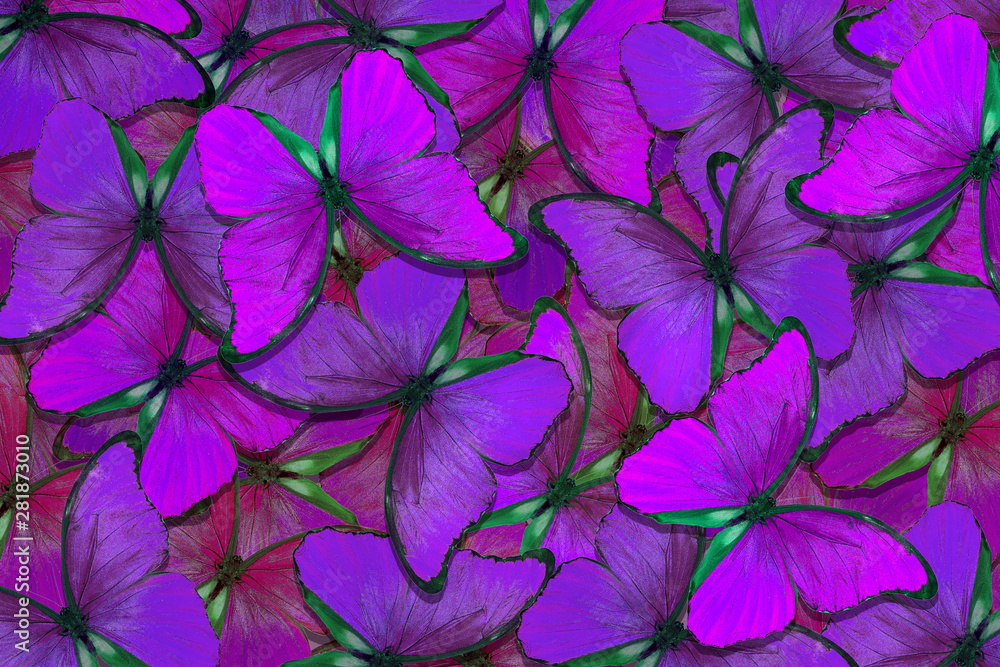 Soft purple natural textural background. Wings of a butterfly Morpho ...