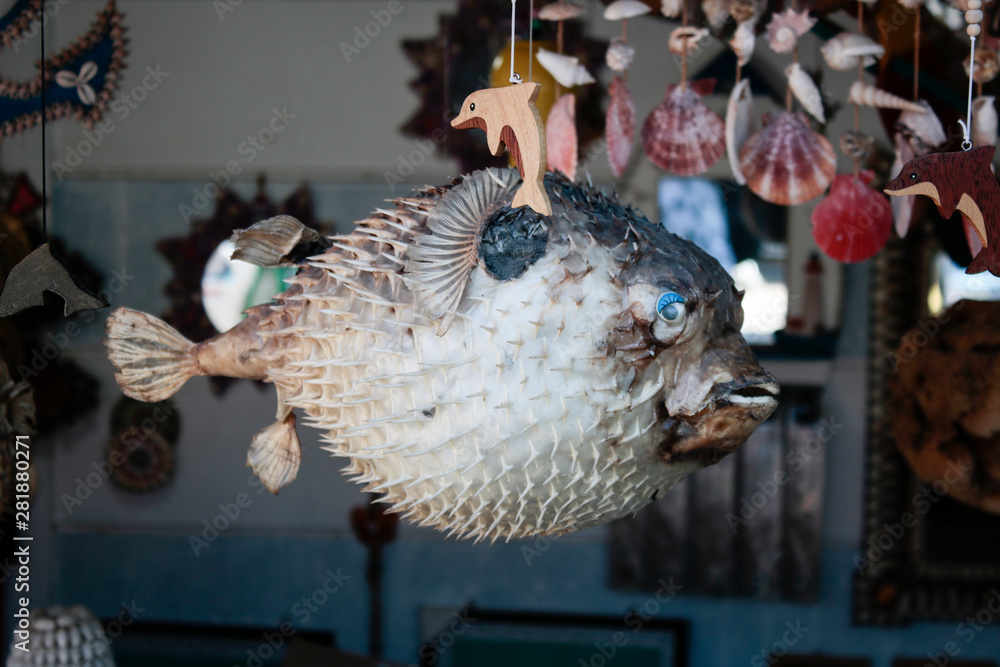 Balloon fish is sold in ornamental manner. In the background are ...