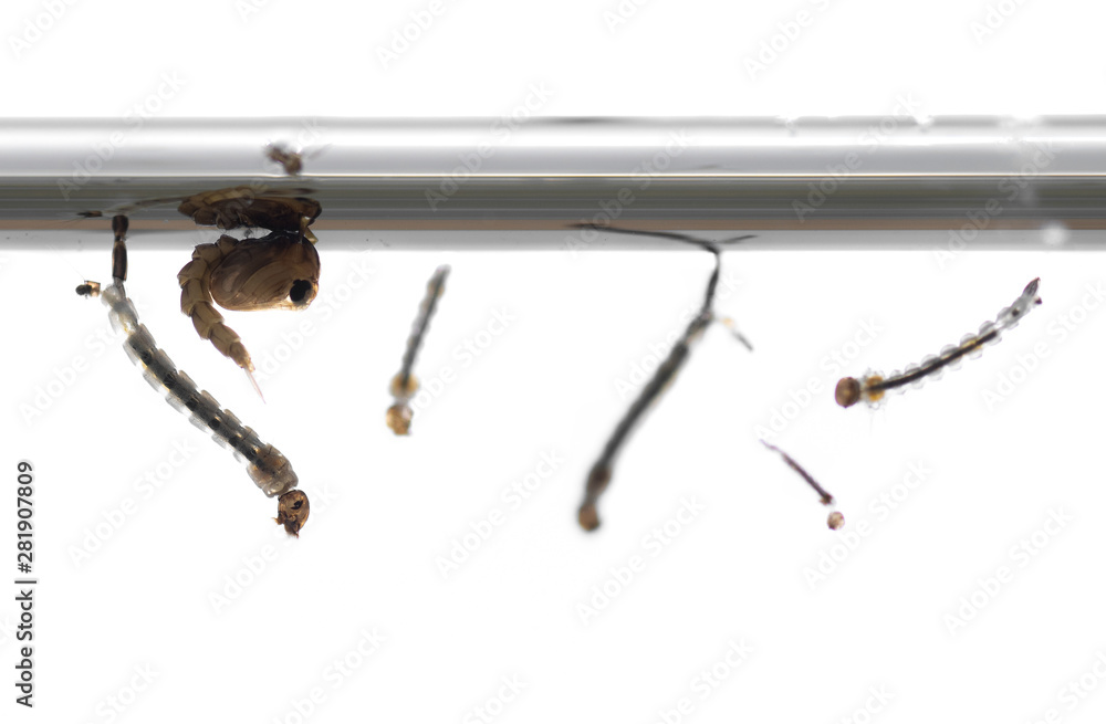 Mosquito larvae in water on white background Stock Photo | Adobe Stock