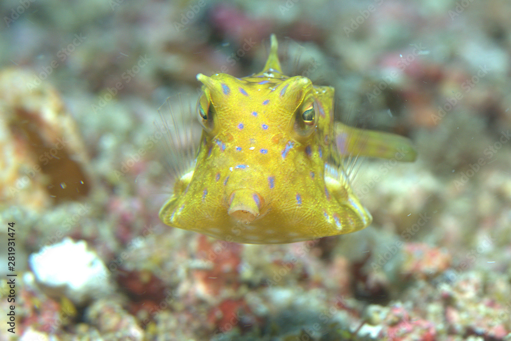 Front facing Longhorn cowfish (Lactoria cornuta) also called horned ...