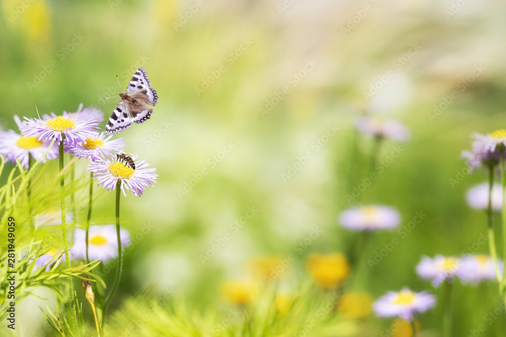 Spring Flowers And Butterflies