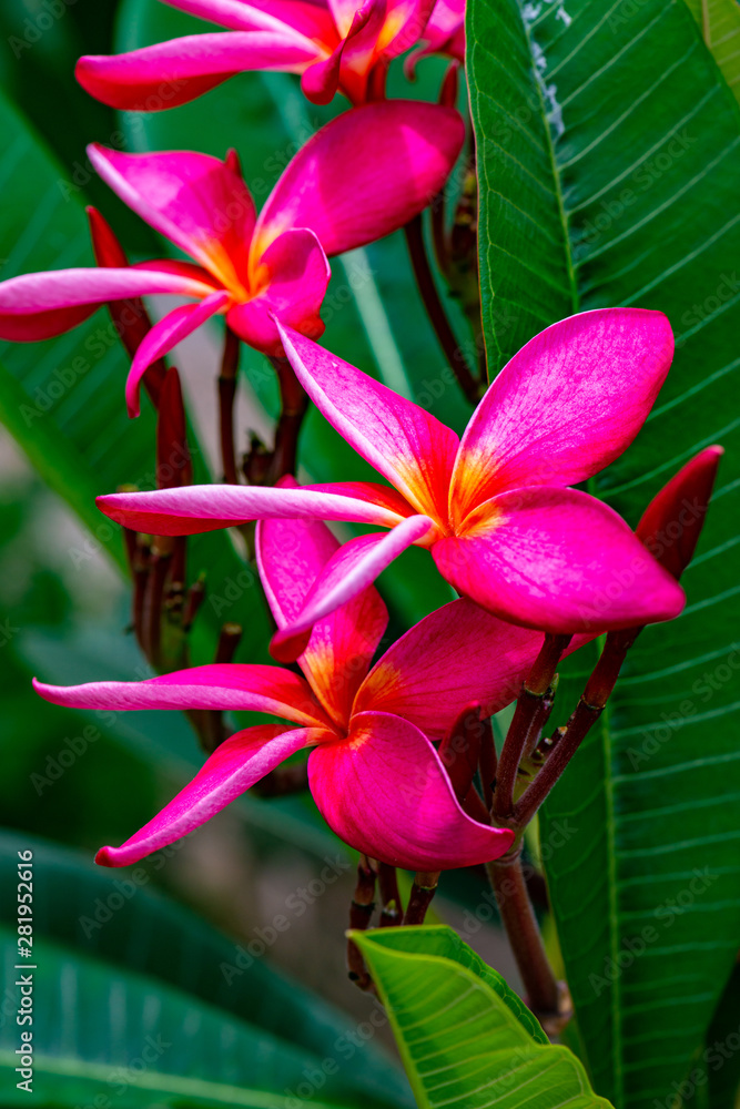 Pink plumeria flowers with natural background ภาพถ่ายสต็อก | Adobe Stock