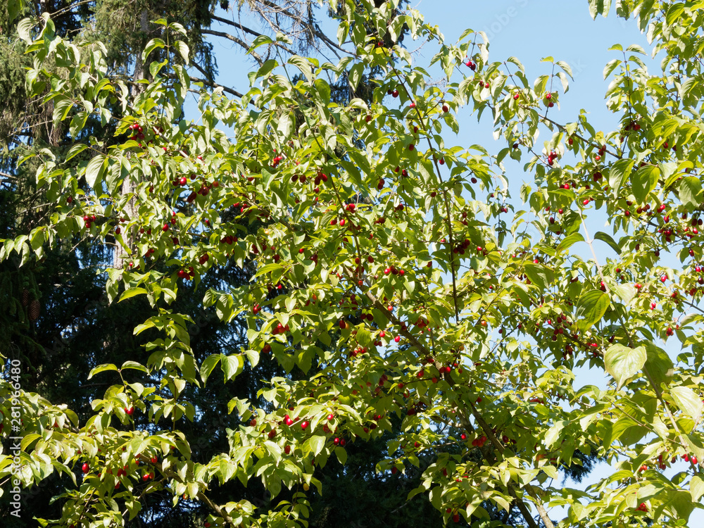 Cornus mas | Fructification du cornouiller mâle ou sauvage de drupes ...