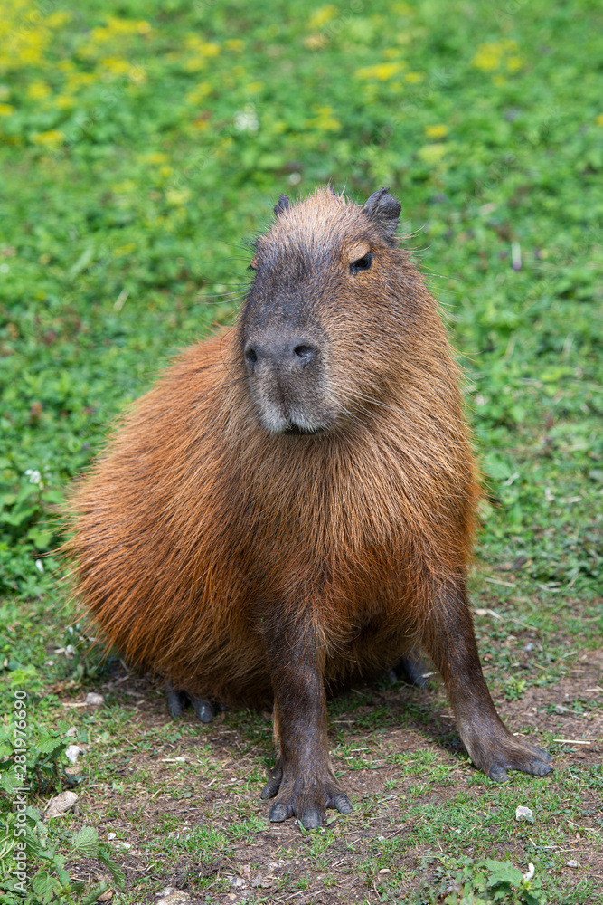Capybara animal in natural environment Stock Photo | Adobe Stock