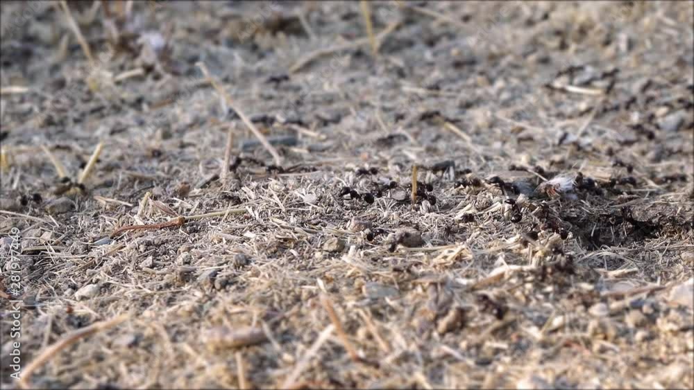 Ant Hill Closeup features some ants scurrying about for food. They come ...
