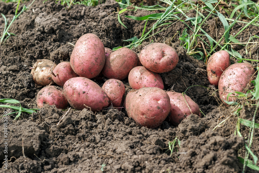 potato harvesting, rural areas, a hill of potatoes on the ground Stock ...