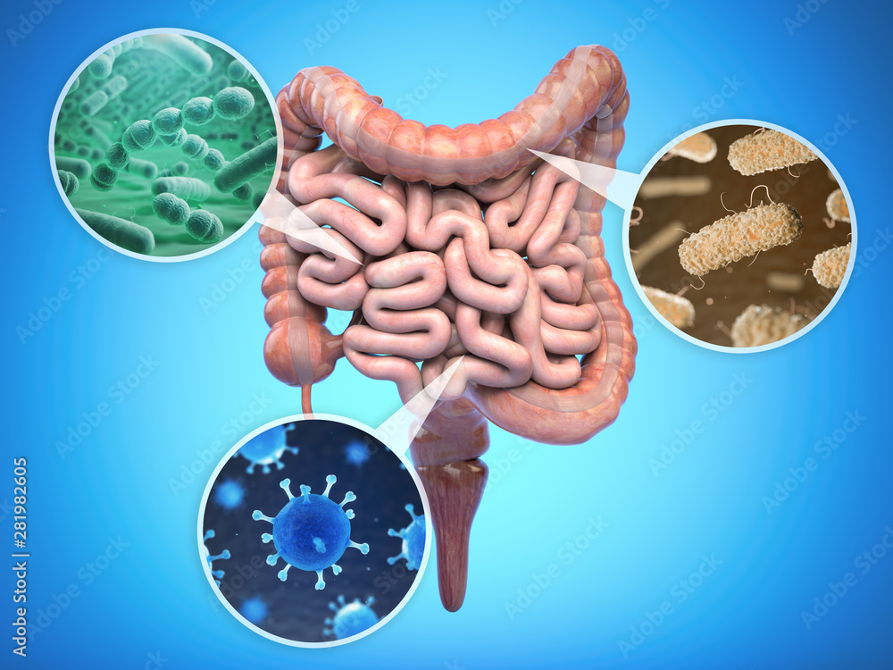 Bacteries of human intestine, Intestinal flora gut health concept ...