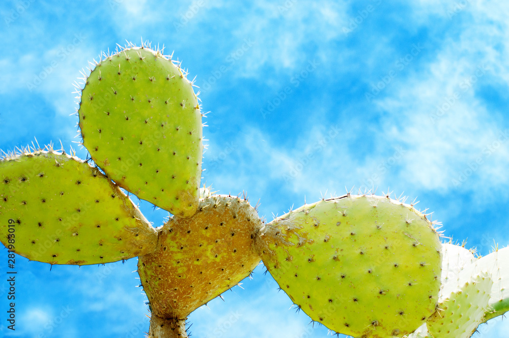 catus in front of blue sky Stock Photo | Adobe Stock
