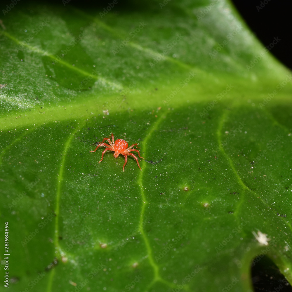 Rote Spinne, Spinne, Spinnmilbe, Obstbaumspinnmilbe, Panonychus ulmi ...