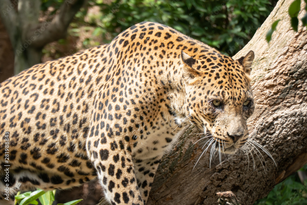 African Leopard (Panthera pardus pardus) native to wide ranges in sub ...